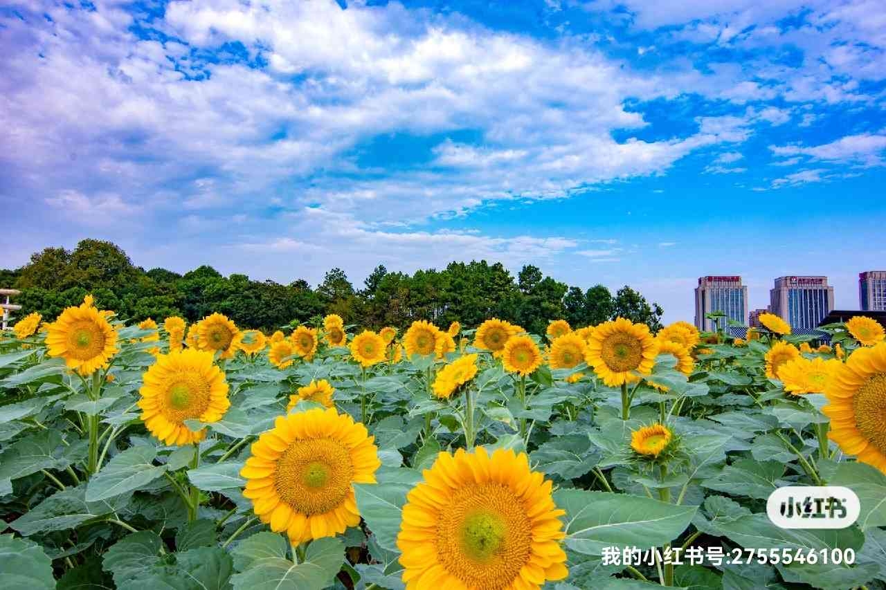 葵花向阳开 - 锦绣湖南 - 新湖南